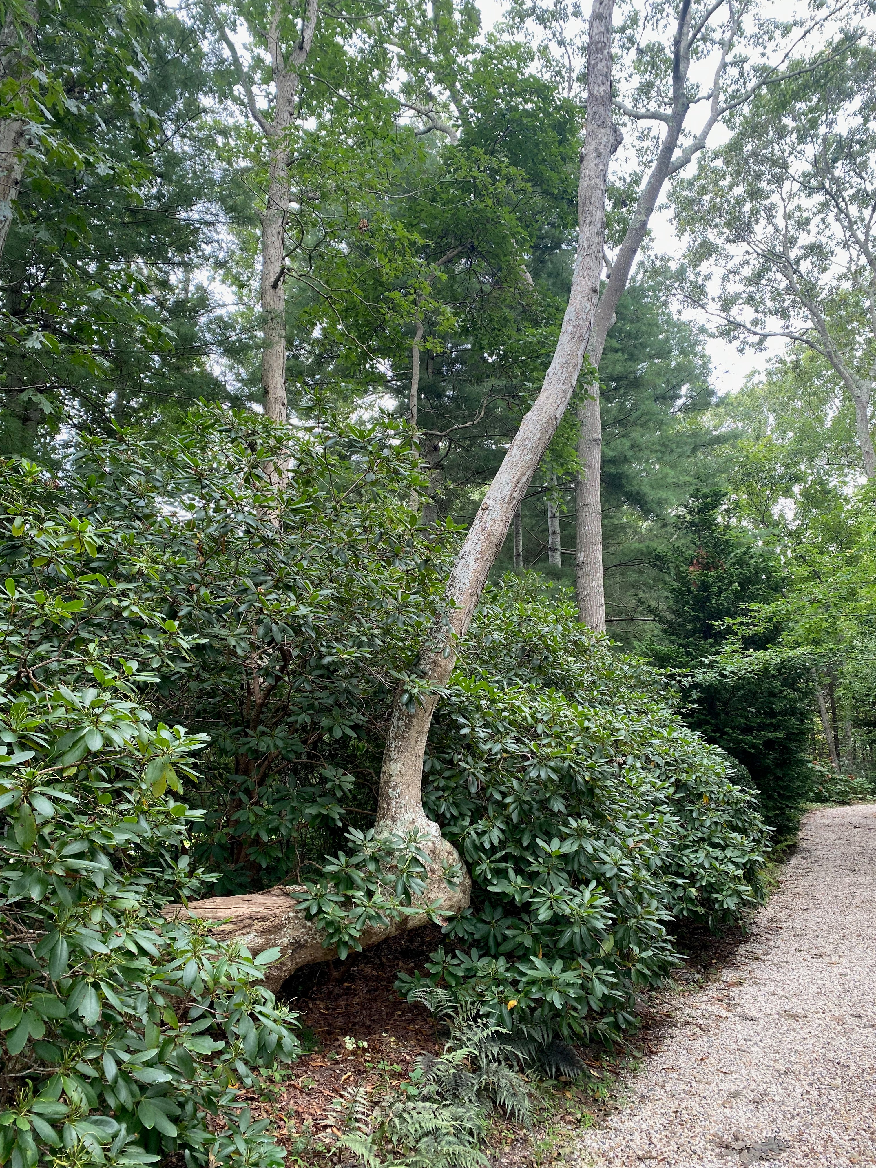 The LongHouse Lopped Tree – LongHouse Reserve