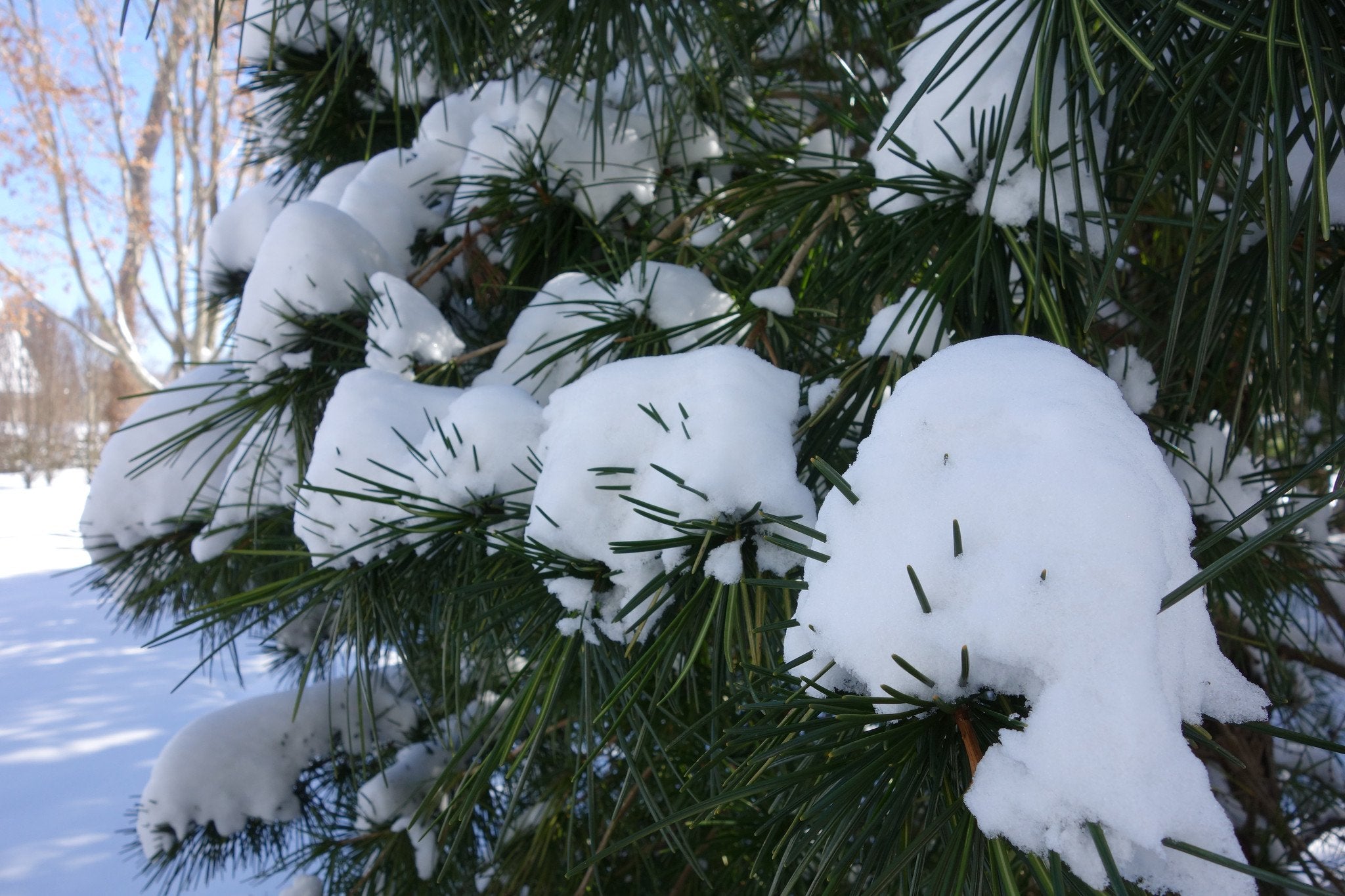From Cryptomeria to Specimen Spruces: A Winter Walk at LongHouse ...